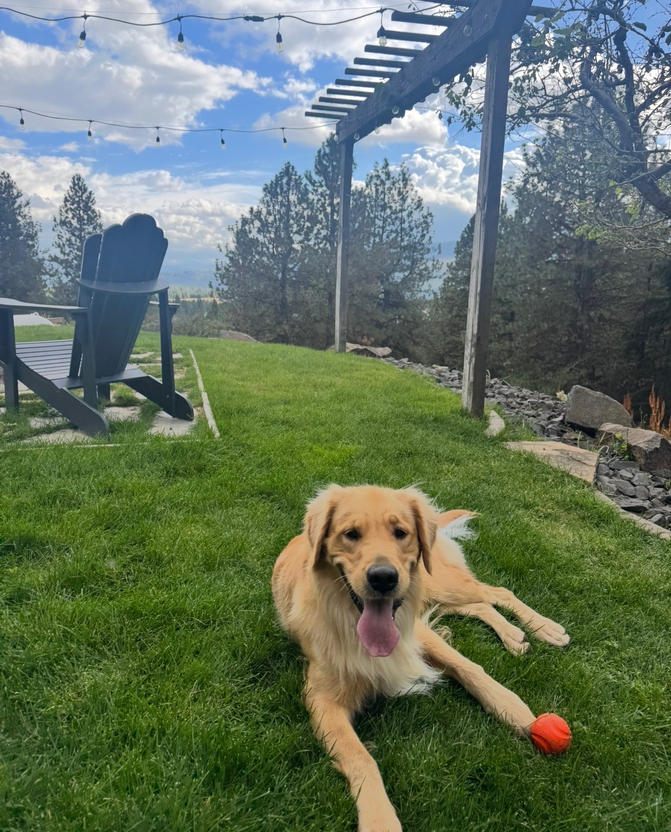 Idaho Golden Retriever Rescue — IDGRR