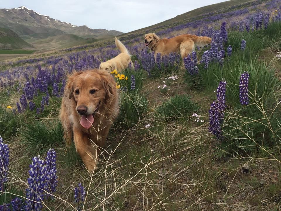 Idaho Golden Retriever Rescue — IDGRR